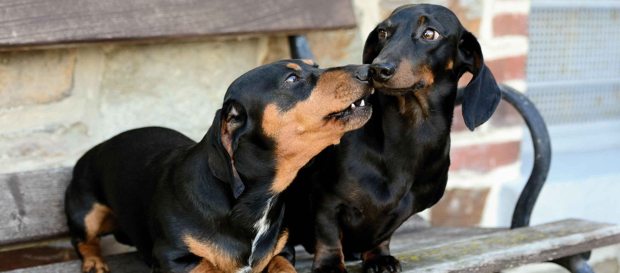 About - Win Dachshunds